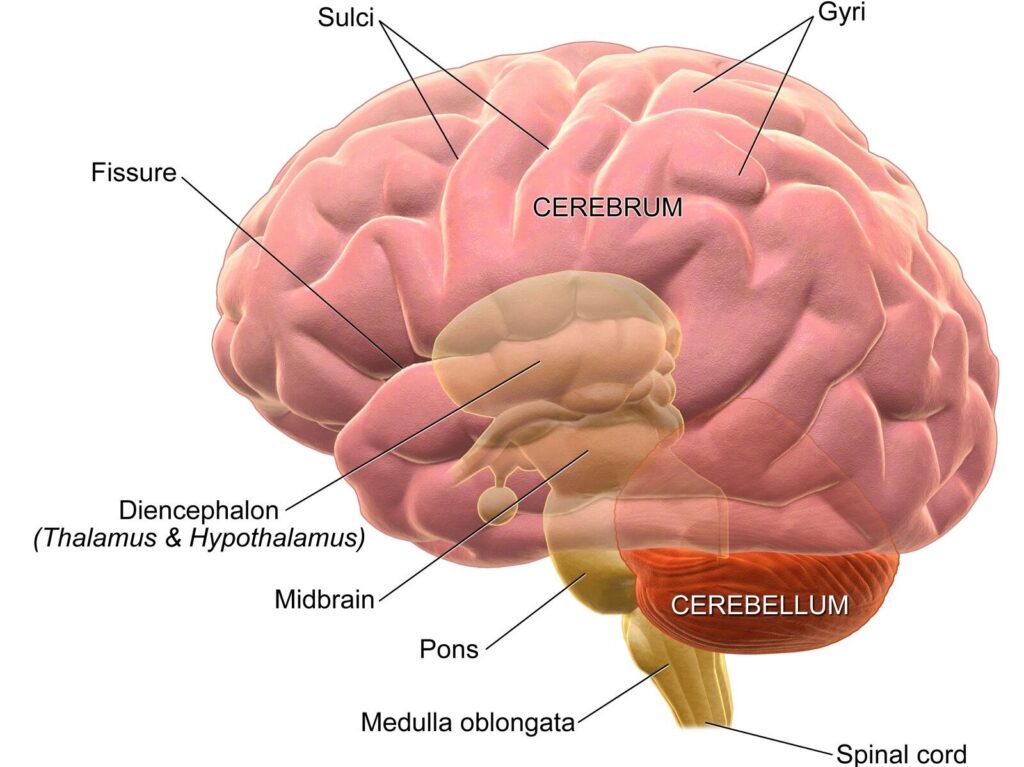 Medulla Brain Medulla Oblongata – Earth's Lab